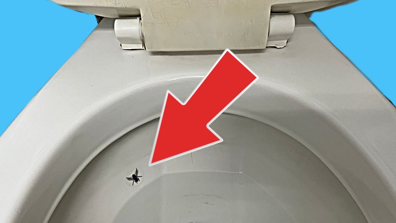 Why you put a FLY on your TOILET?💥 - YouTube