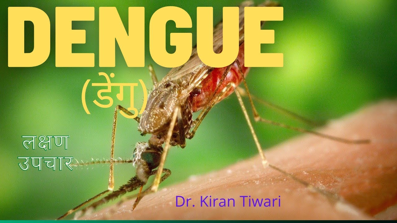 Dengue in Nepali। डेंगु । Symptoms । Treatment।Prevention - YouTube