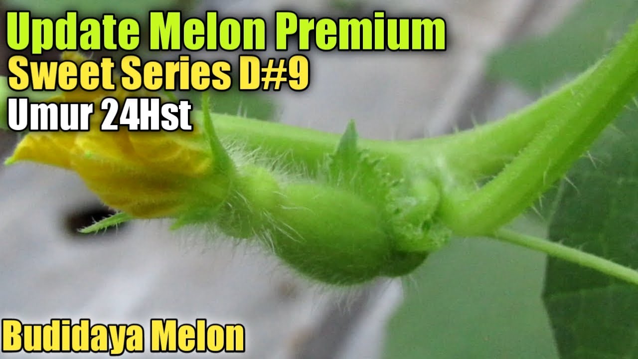 Update Melon Premium Sweet Net Umur 24hst - YouTube