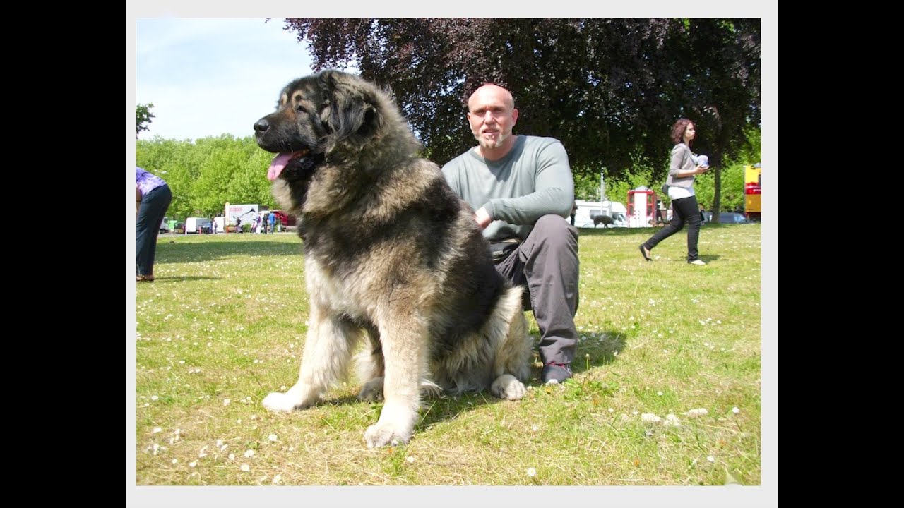 Sibirija -zaura Caucasian Shepher female . 73 kg / 81 cm - YouTube