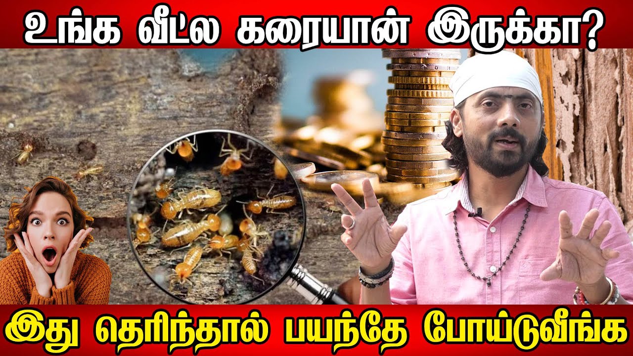 வீட்டில் கரையான் தொல்லைக்கு முடிவு இனி பிரச்சனை இல்லை| Termite Control ...