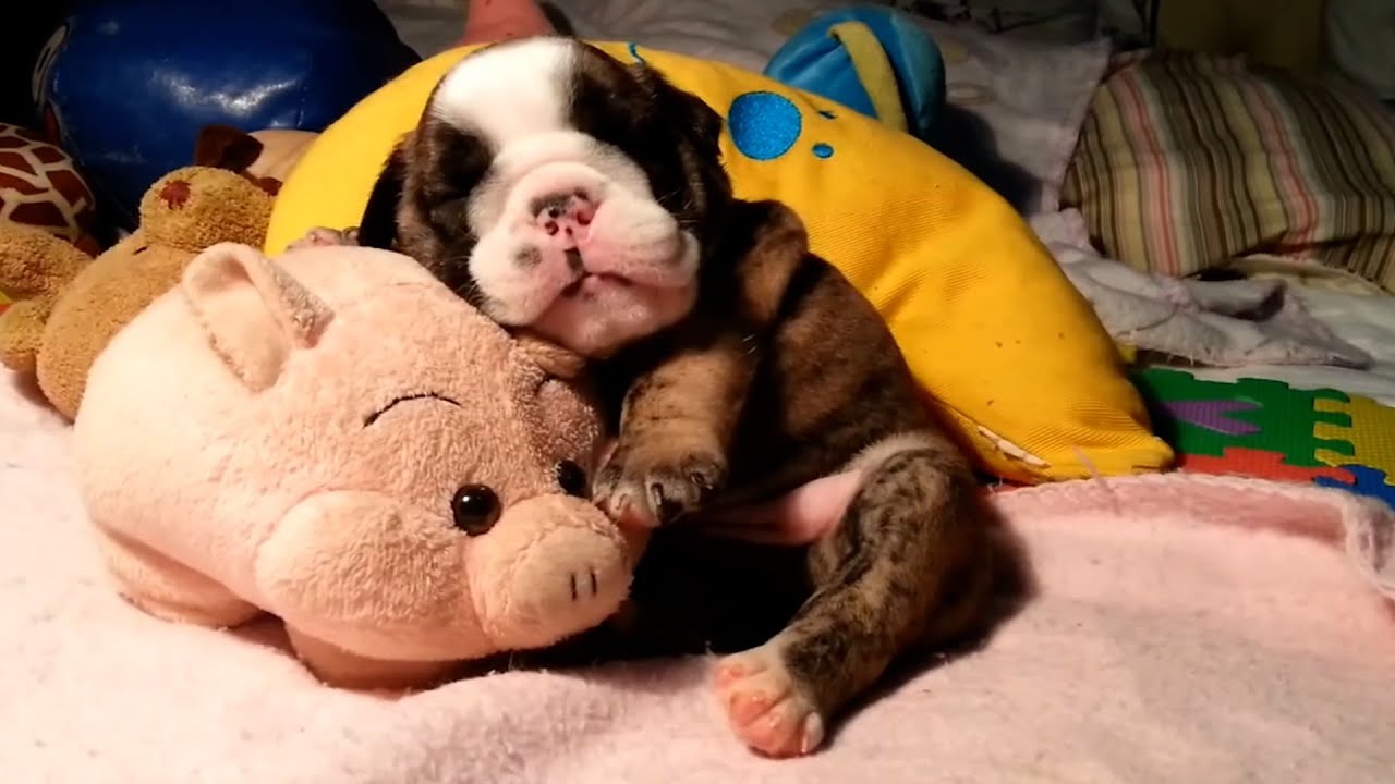 50 Breeds / 50 Puppies - YouTube