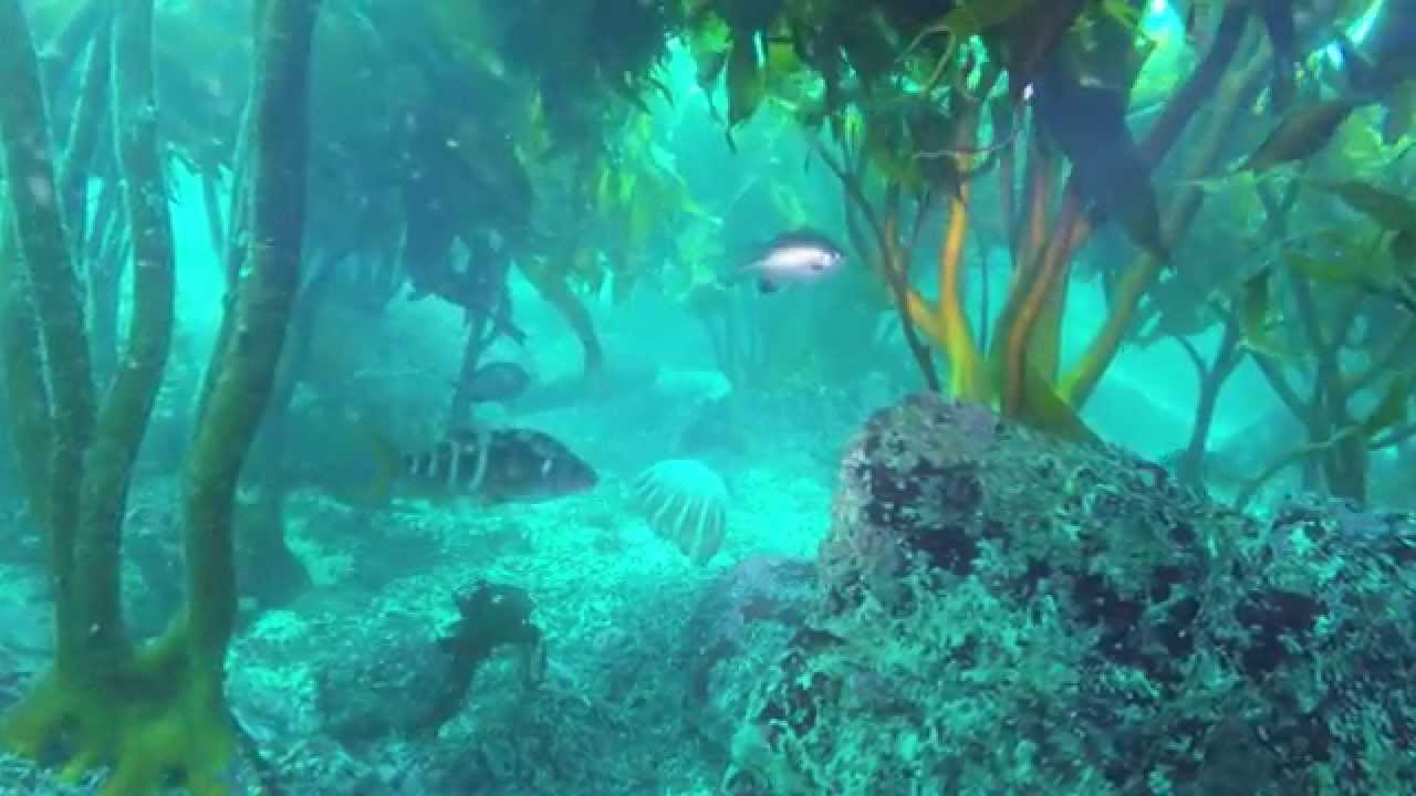 Caleta Cifuncho - YouTube