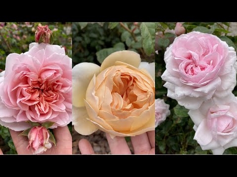 My David Austin Rose Collection (Part 1)