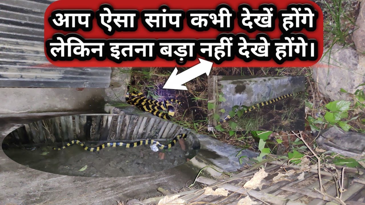 Gangaur Snake 🐍| सांप | Sanjeev - YouTube