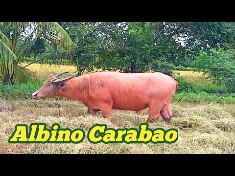 Albino Carabao | Pink Carabao | White Carabao - YouTube
