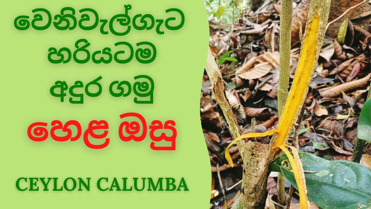 වෙනිවැල්ගැට හරියටම අදුර ගමු weniwalgata plants False Calumba Ceylon ...