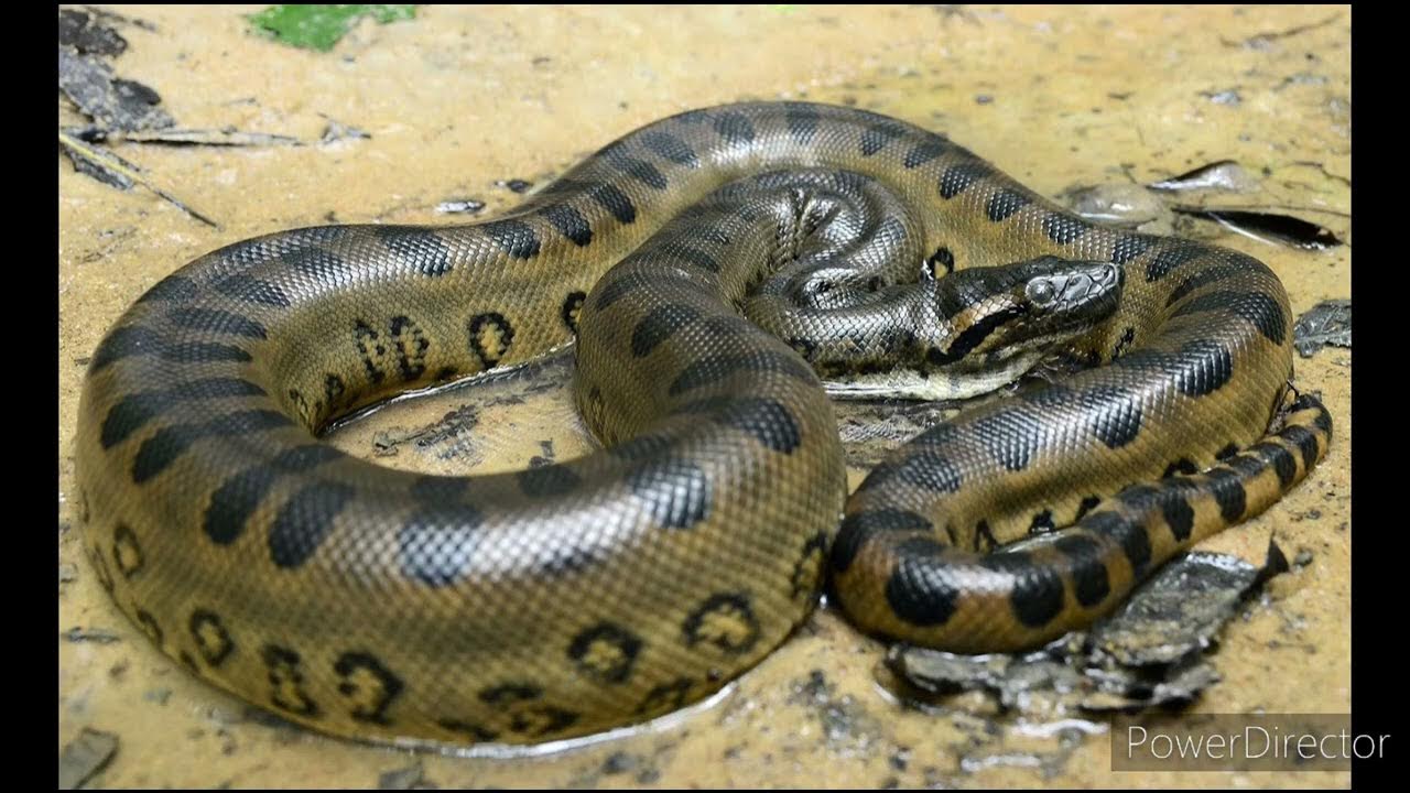Anaconda vs Burmese python who would win - YouTube