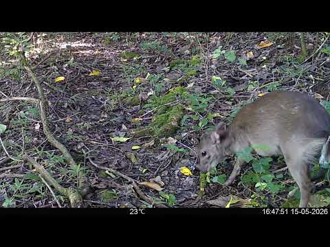 Blue Duiker female feeding