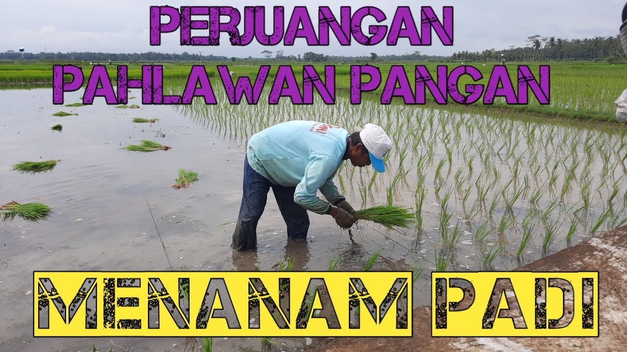 PROSES MENGOLAH TANAH SAMPAI MENANAM PADI - YouTube