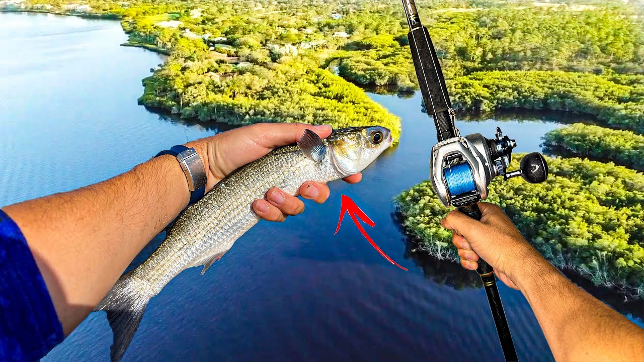 MONSTER FISH DESTROY LIVE MULLET UNDER MANGROVES! (Winter Fishing ...
