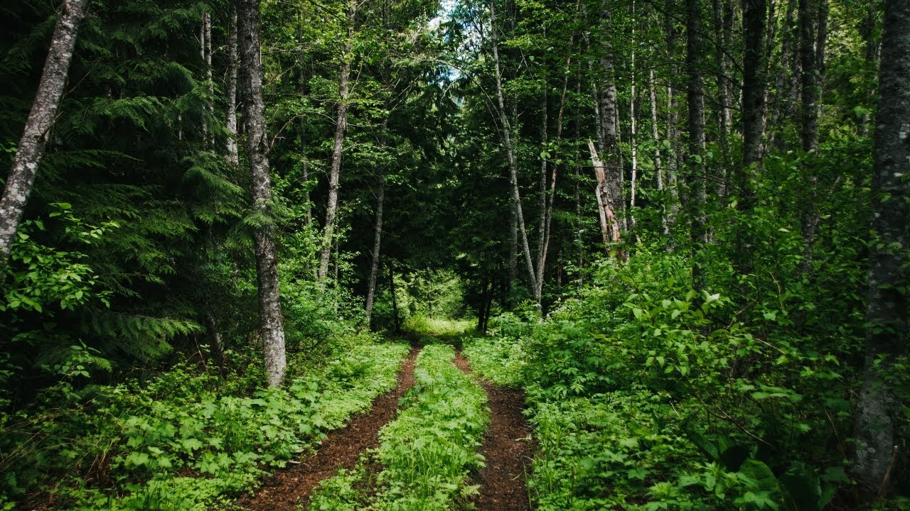 Wandering Forgotten Paths | Late Spring in the Forest - YouTube