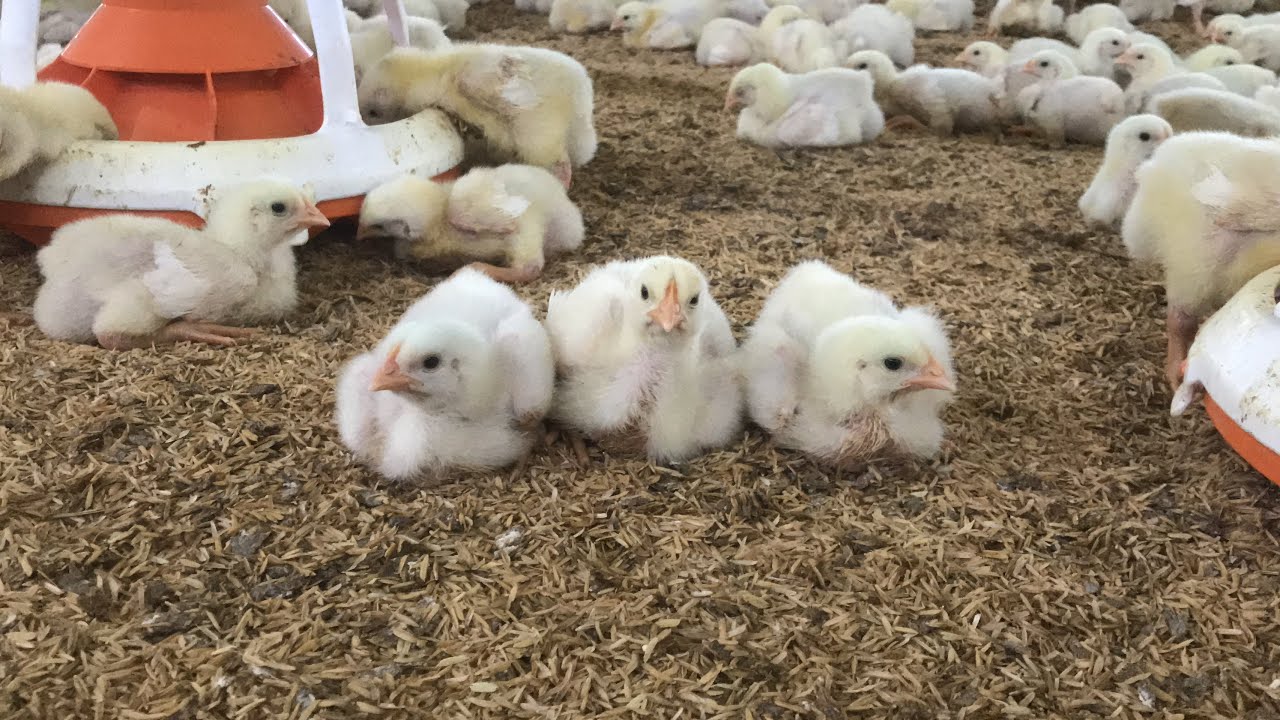 Daily work at Broiler farm / Broiler life 7 days old chicken, relaxing ...