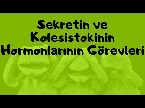 Sekretin ve Kolesistokin Hormonlarının Görevleri