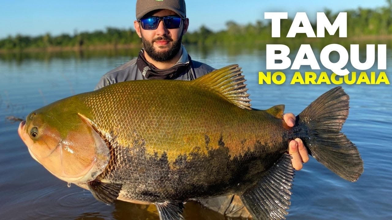 PESCARIA DE TAMBAQUI NO RIO ARAGUAIA - pescaria em ITACAIU 2024 - YouTube