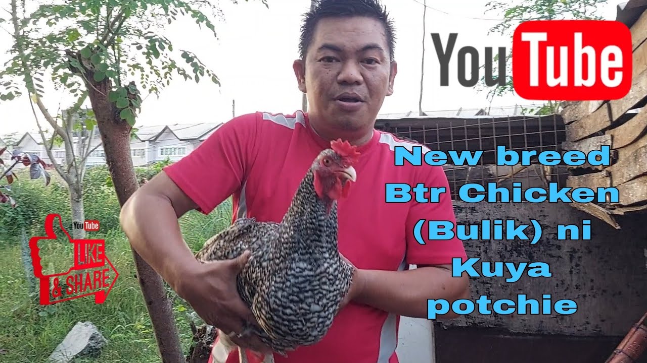 New breed of Chicken (Bulik) BTR ni Kuya potchie - YouTube