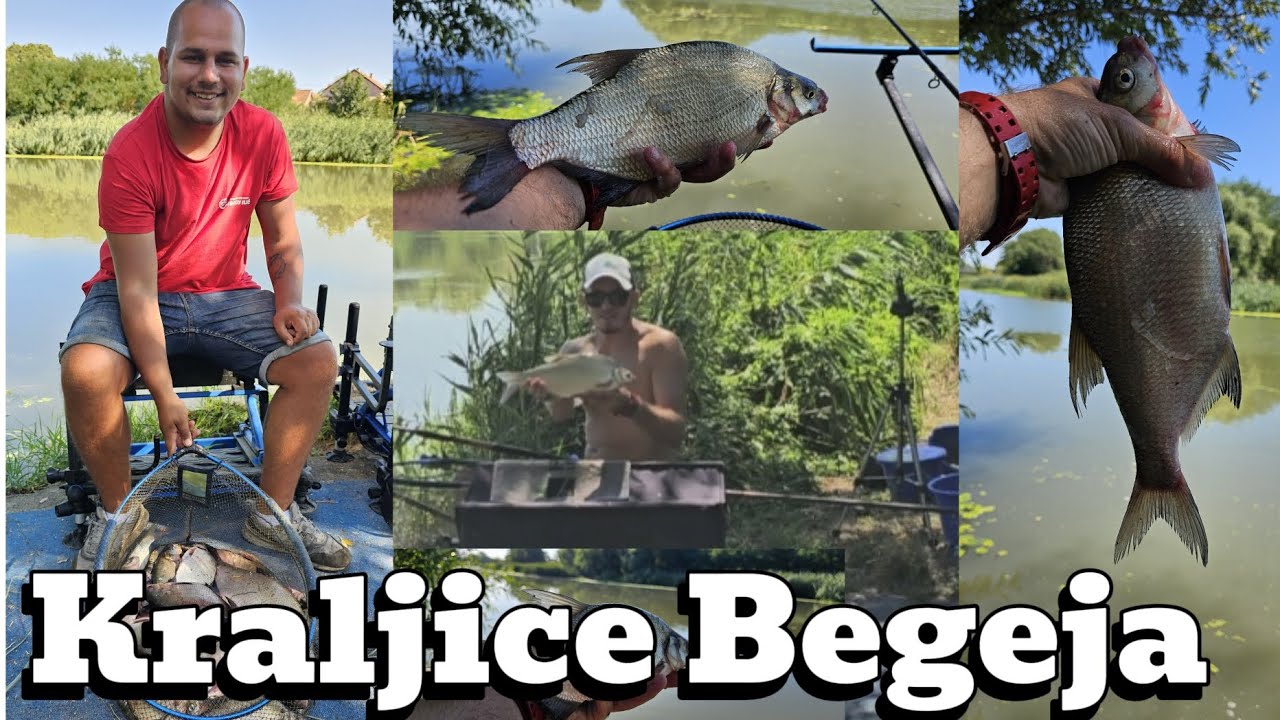 Feeder pecanje na reci Begej u Zrenjaninu, pecanje krupnih deverika 27. ...