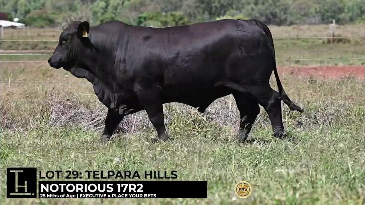 LOT 29 - Telpara Hills Brangus & UltraBlack Cattle - Atherton, QLD www.telparahills.com.au - YouTube