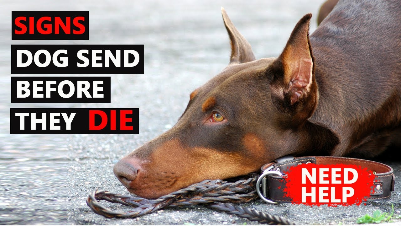 10 Critical Signs that Indicates Your Doberman Dog is Dying - YouTube