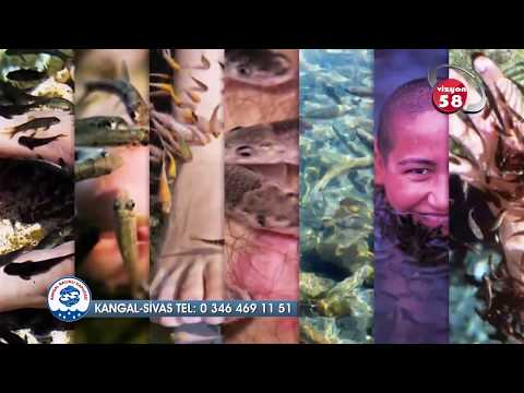 KANGAL BALIKLI KAPLICASI 2017