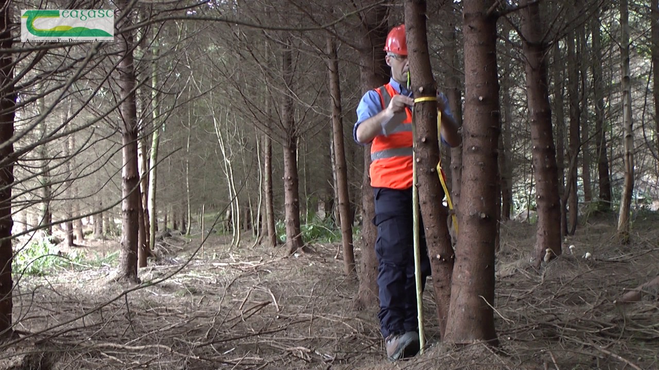 Is my conifer forest ready for thinning? Check with the Ready Reckoner ...