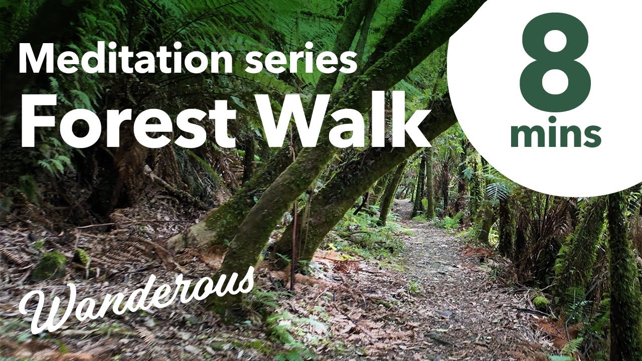 8 minute meditation walk through relaxing forest 4K - YouTube