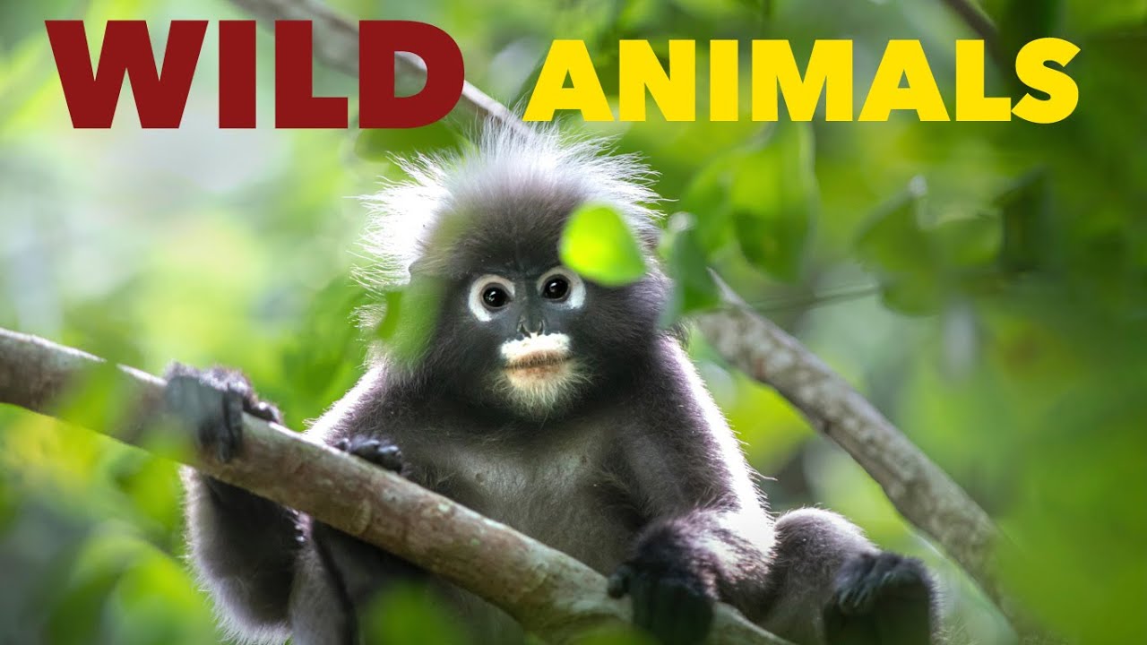 Amazing Animal Sounds ️🐿💨 ️ with Nature Sounds and Relaxing Music # ...