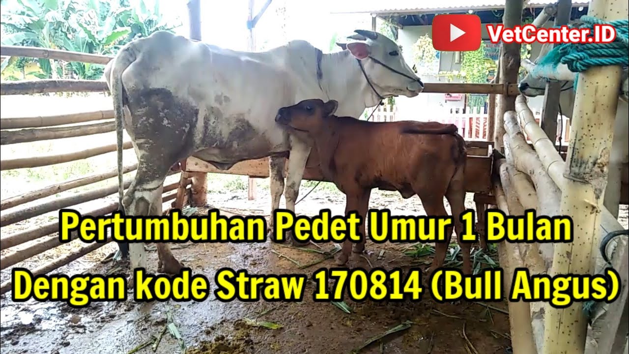 Wow. Pertumbuhan Pedet Hasil IB Umur 1 Bulan Dengan Kode Straw 170814 ...