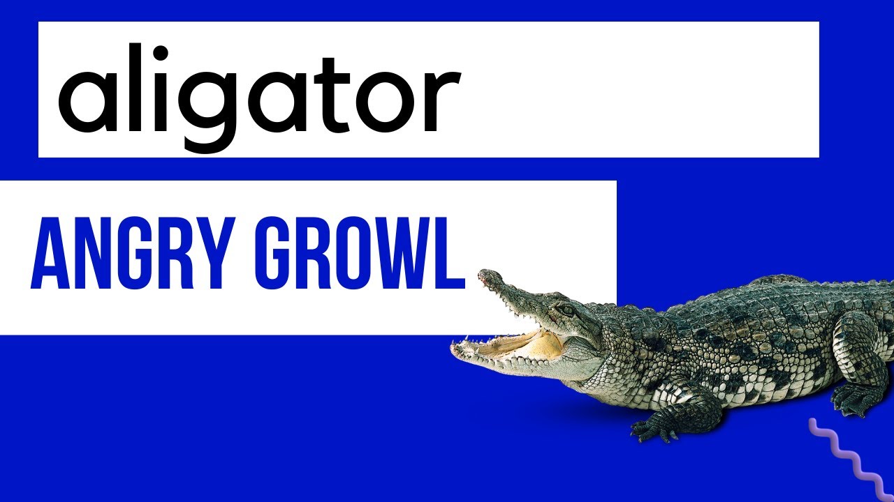 Alligator Growl Sound effect - YouTube