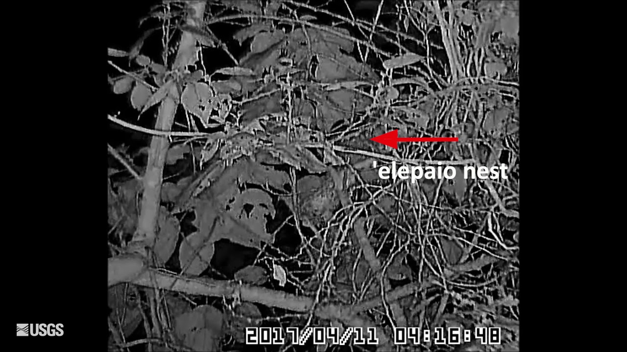 Four Examples of Nest Predation by Rats - Hawaii Volcanoes National ...