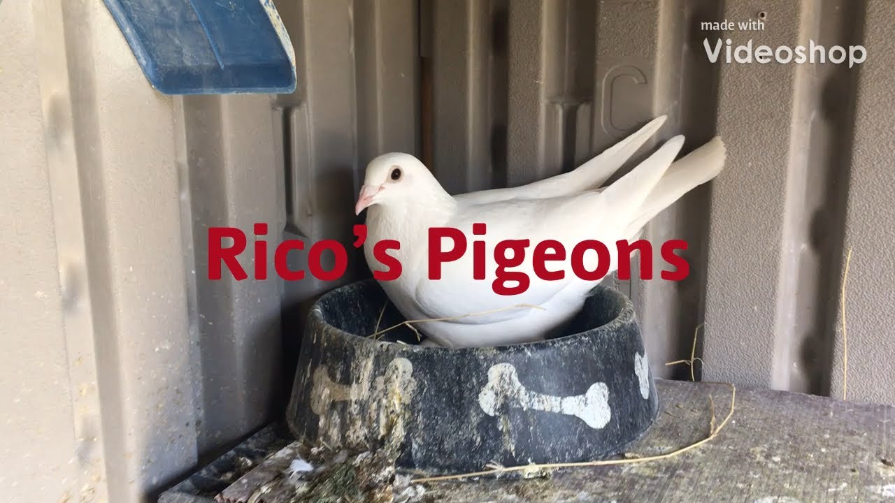 White homing pigeons 2018 - YouTube