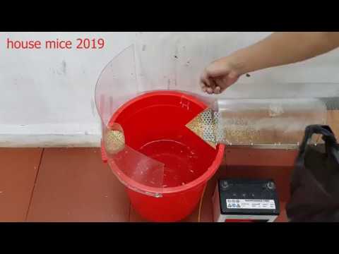 Special mouse trap with ball water #1 / Catch mice from plastic buckets ...