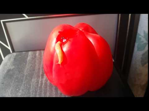 SLUG on an fresh ASDA Pepper