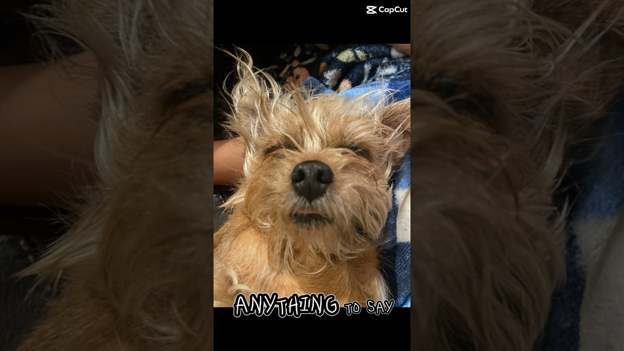 oOOoKkkK👹🤭 #family #adorable #viral #cute #fun #shorts #funny # ...