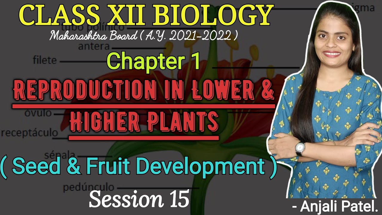 Class XII Biology - Reproduction in lower and higher plants - Seed ...