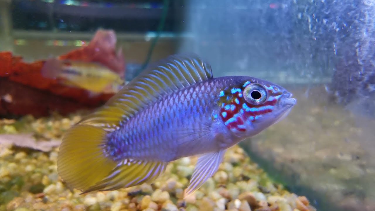 Sky Blue Apistogramma