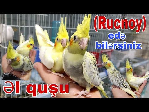 Karella Rucnoy ƏL quşu edə bilərsiniz 25 yanvar 2022 #mubarizemintv