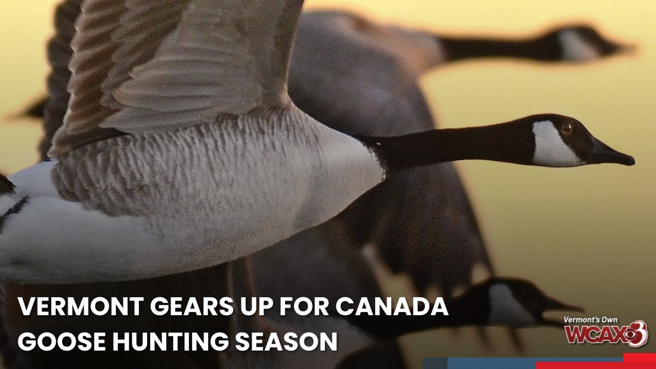 Vermont gears up for Canada Goose hunting season - YouTube