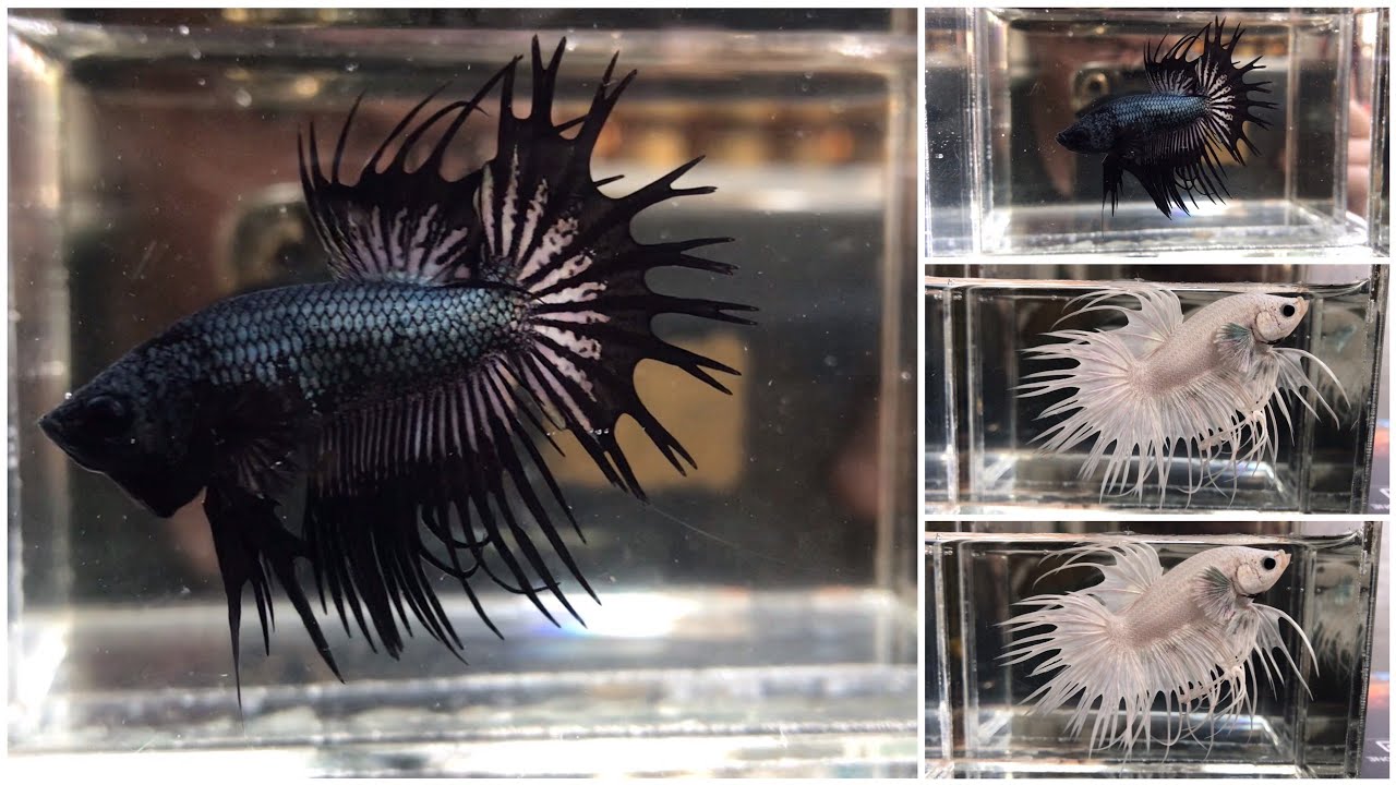 Đợt Cá Betta Đuôi Tưa Ngày 5/3 Hàng Tuyển | Betta Đuôi Tưa Đen| Betta ...