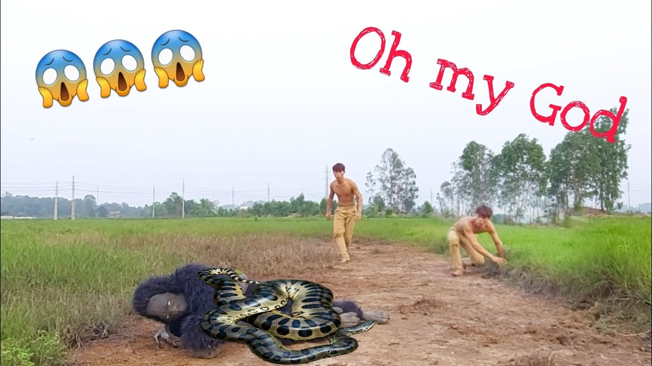 Fierce gorilla battle between giant python and man-King Monster - YouTube