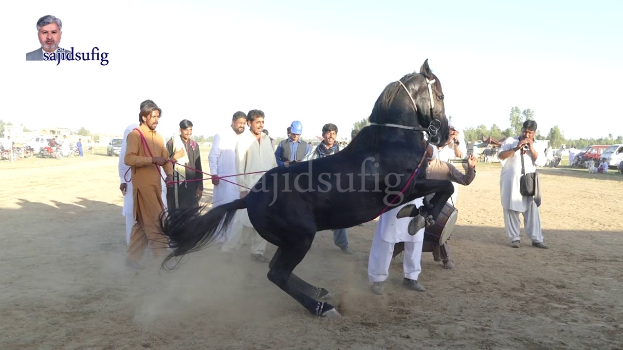 Amazing Horse dance in pakistan 2019 No 18 - YouTube