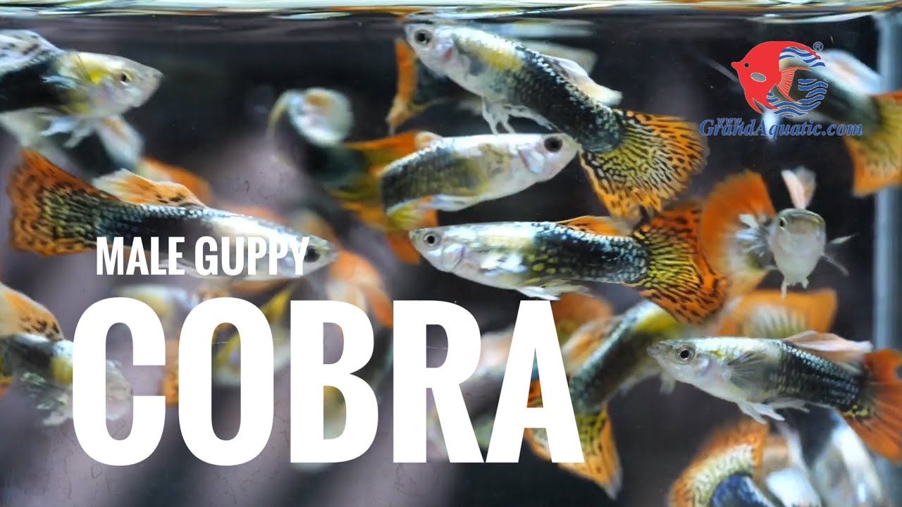 Male cobra guppy fish , top 5 of guppy export from Thailand. - YouTube