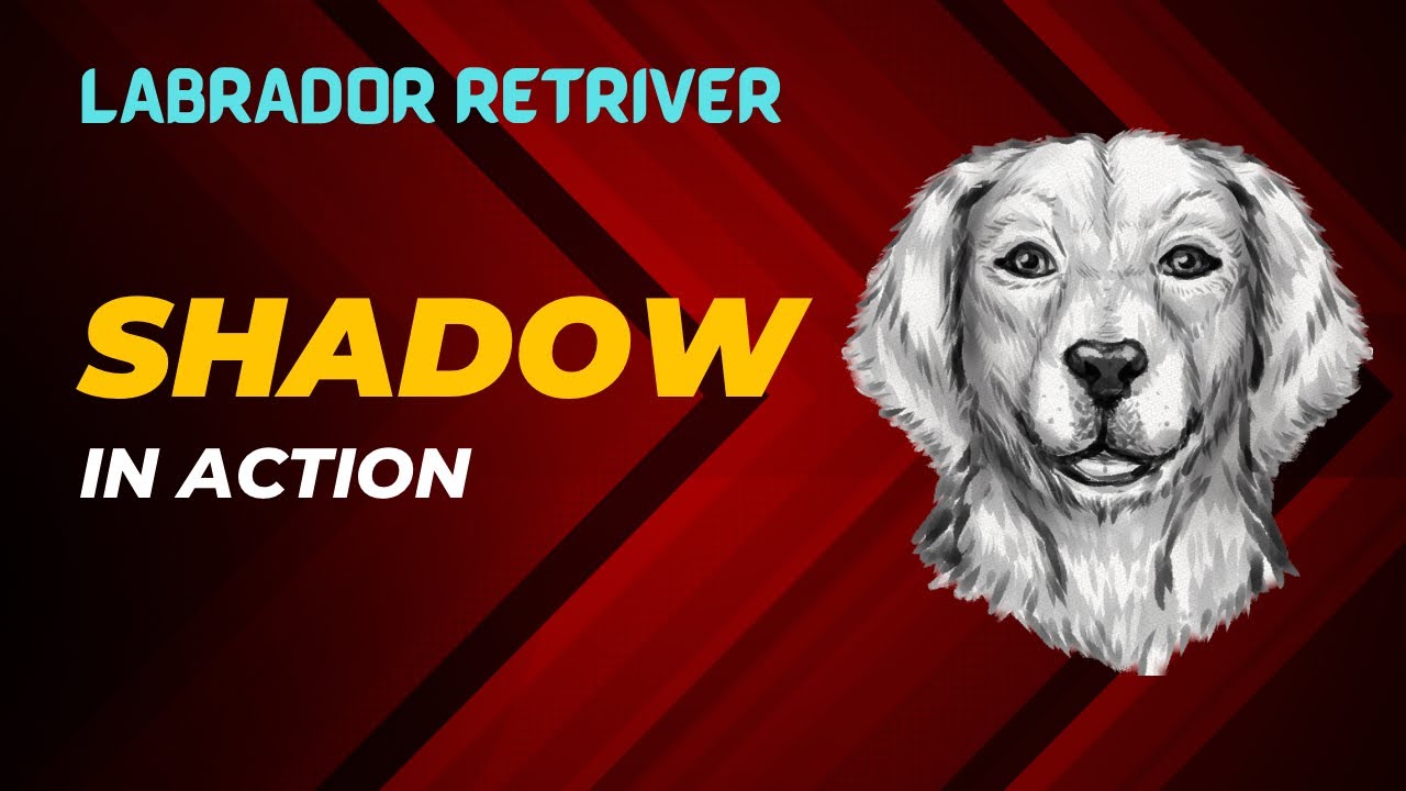Shadow in Action - YouTube