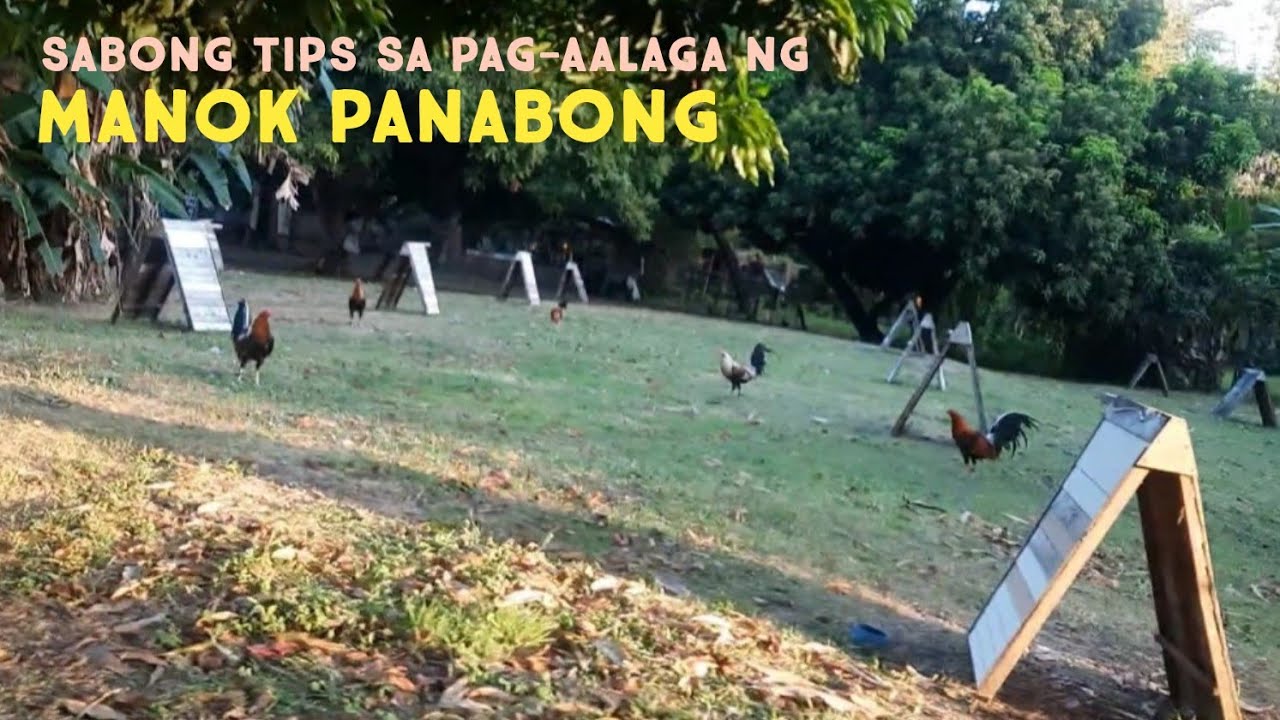 SABONG TIPS SA PAG-AALAGA NG MANOK PANABONG - YouTube