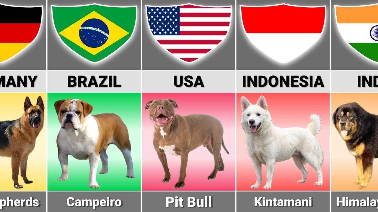 Famous Dog Breeds From Different Countries |comparison video ...