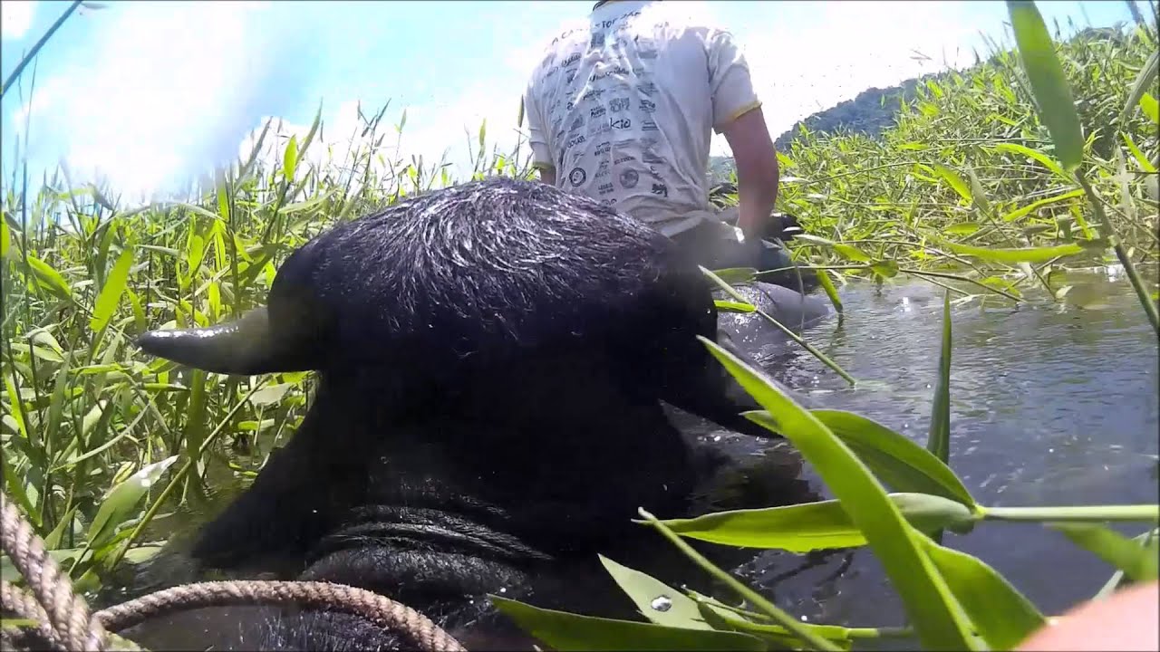 Swimming with water buffalo - YouTube