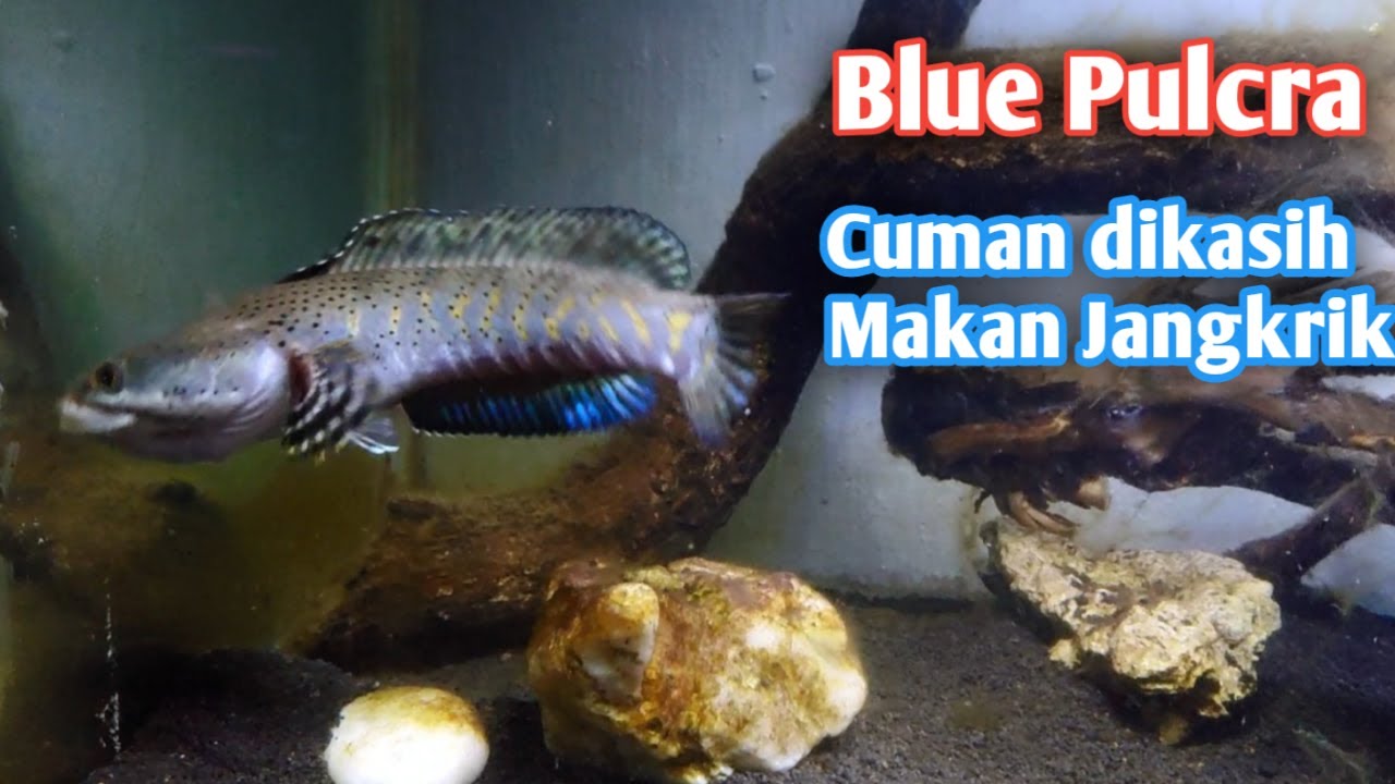 Channa Blue Pulcra Galak Cuman Dikasih Makan Jangkrik - YouTube
