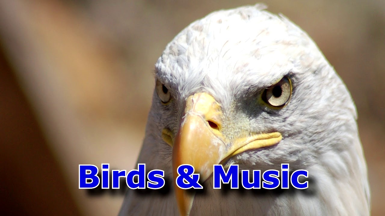Wild Pogo - Francis Preve (Birds & Music) - YouTube