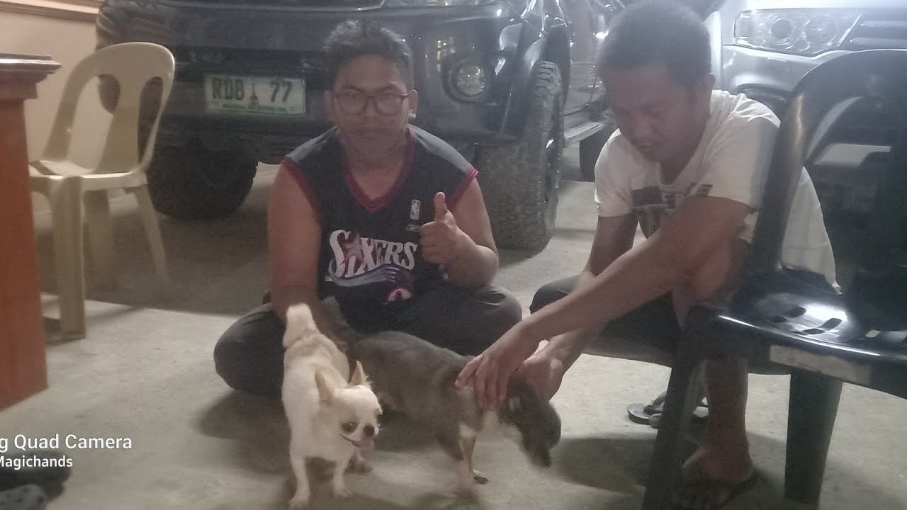 IMPORT CHIHUAHUA STUD | CHIHUAHUA DOG MATING - YouTube