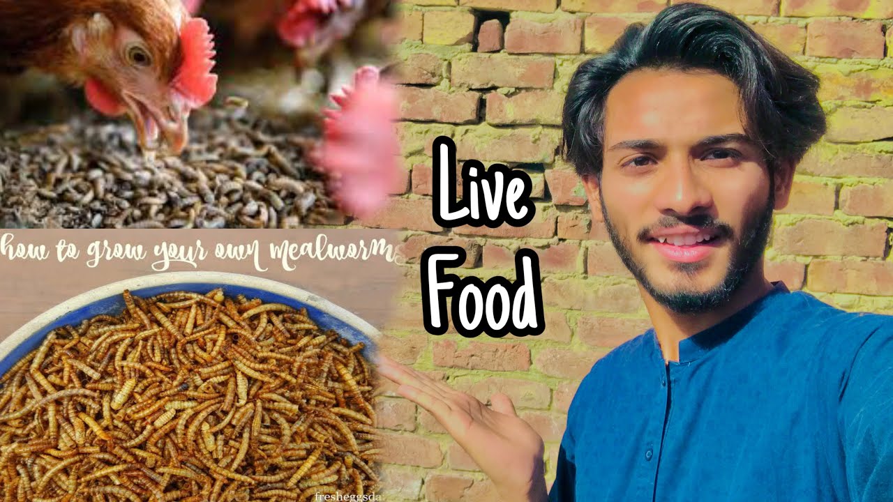 How To Raise Insects At Home | live food Far Chicks | Bird Gallery pets ...